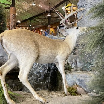 BASS PRO SHOPS - Updated January 2026 - 45 Photos & 30 Reviews - 5001 ...