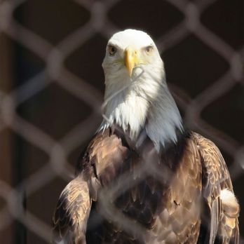 CALIFORNIA RAPTOR CENTER - Updated January 2026 - 58 Photos & 23 ...