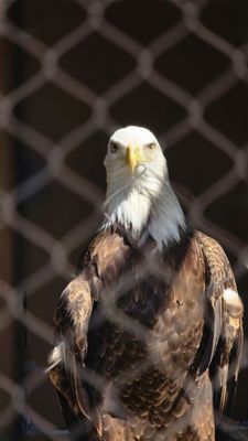CALIFORNIA RAPTOR CENTER - Updated January 2026 - 58 Photos & 23 ...