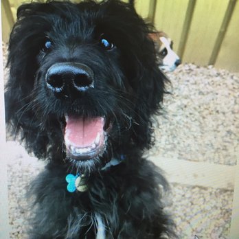 PAWPARAZZI K9 ENRICHMENT RESORT - Updated August 2024 - 88 Photos & 13 ...