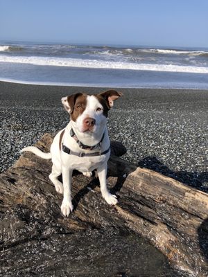 RED DOG PET SUPPLY - Updated December 2025 - 10546 Hwy 62, Eagle Point ...