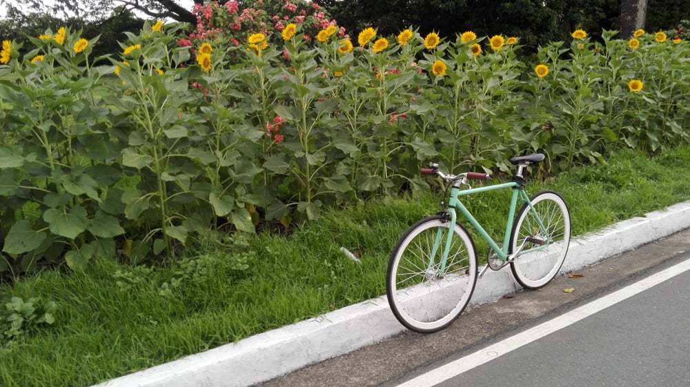 UP ACADEMIC OVAL - Updated September 2025 - 13 Photos - Osmena Avenue ...