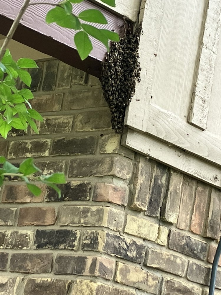 BEE SAFE BEE REMOVAL - Updated October 2025 - 80 Photos & 78 Reviews ...