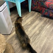 MOCHAS AND MEOWS - 77 Photos & 43 Reviews - 3265 Falls Pkwy, Branson ...