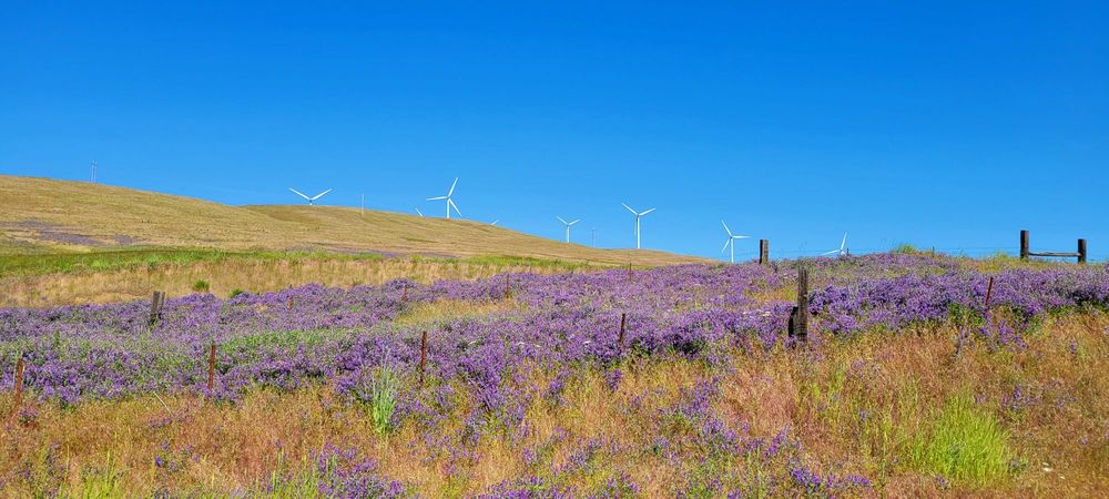 LINDEN RANCH WIND FARM - Updated October 2025 - 49 Carpool Ct ...