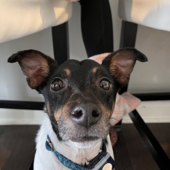 ANDERSON HUMANE - Updated April 2025 - 47 Photos & 74 Reviews - 1000 S ...