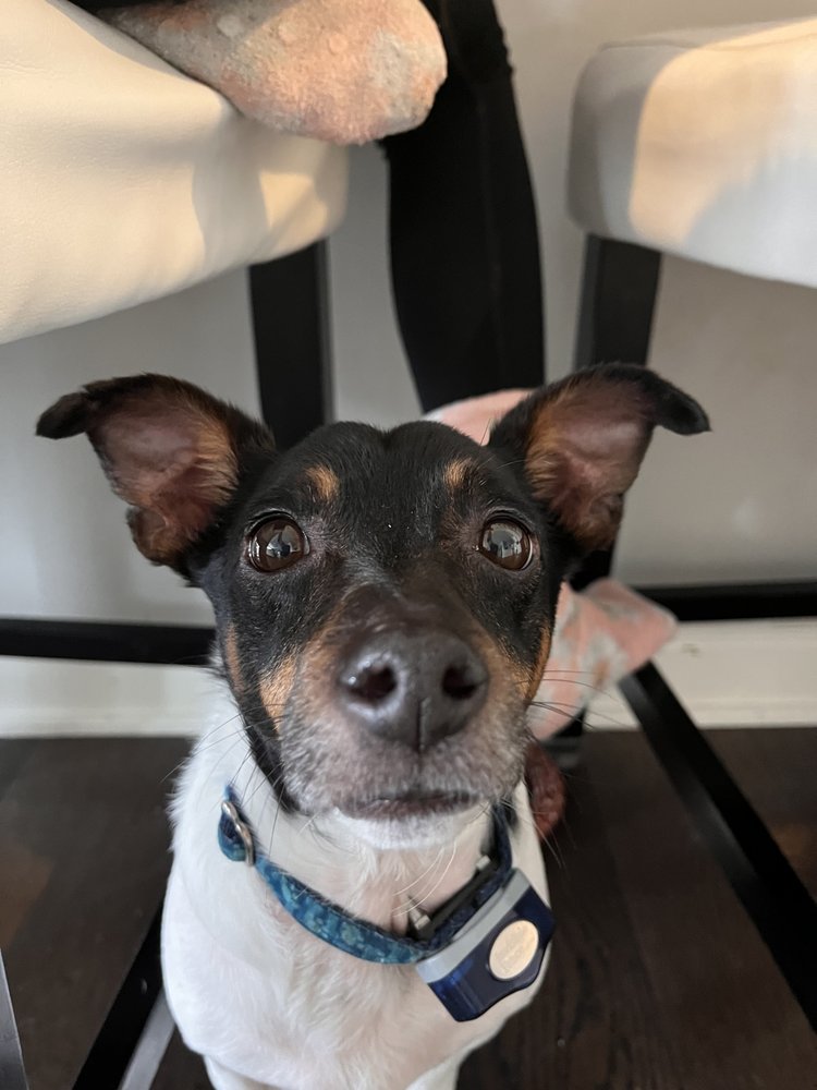 ANDERSON HUMANE - Updated December 2025 - 47 Photos & 77 Reviews - 1000 ...