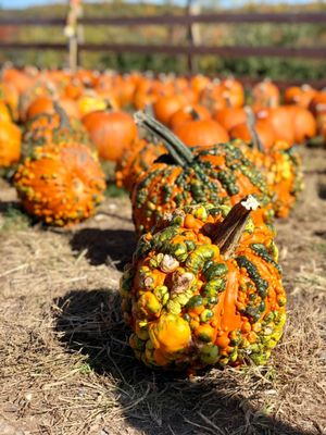 APPLE RIDGE ORCHARDS - Updated August 2024 - 203 Photos & 87 Reviews ...