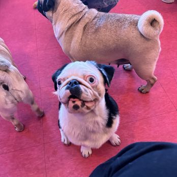 CUPPA PUG - Updated July 2025 - 175 Photos & 67 Reviews - 607 W 9th Ave ...