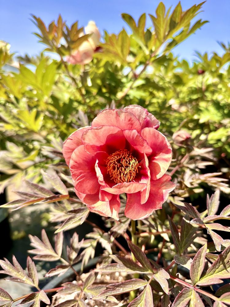 ADELMAN PEONY GARDENS - Updated May 2024 - 294 Photos & 32 Reviews ...