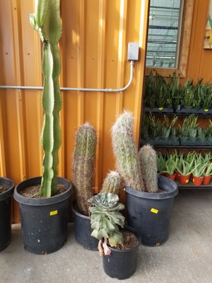 RUIBAL’S PLANTS OF TEXAS - Updated January 2025 - 108 Photos & 104 ...