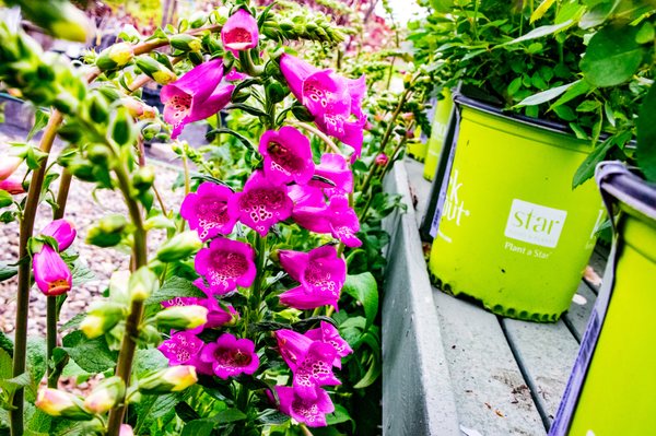 BOB’S TREES - Updated March 2025 - 119 Photos & 19 Reviews - 1227 W ...