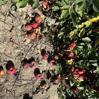 TERHUNE ORCHARDS - Updated March 2025 - 605 Photos & 389 Reviews - 330 ...