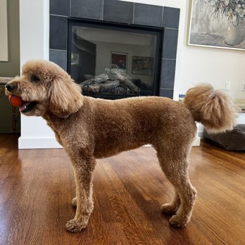 THE DOG BARBER - Updated September 2025 - 162 Photos & 233 Reviews ...