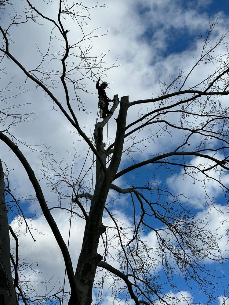 KINGS TREE SERVICES - Updated October 2025 - 210 Photos - Manassas Park ...