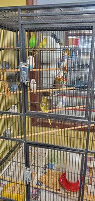 MAGNOLIA BIRD FARM - Updated December 2025 - 152 Photos & 212 Reviews ...