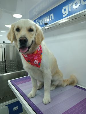 ZOOMIN GROOMIN - Updated December 2025 - 24 Photos - Lexington ...