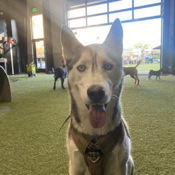 PAWS & PINTS - Updated October 2025 - 169 Photos & 80 Reviews - 6218 ...