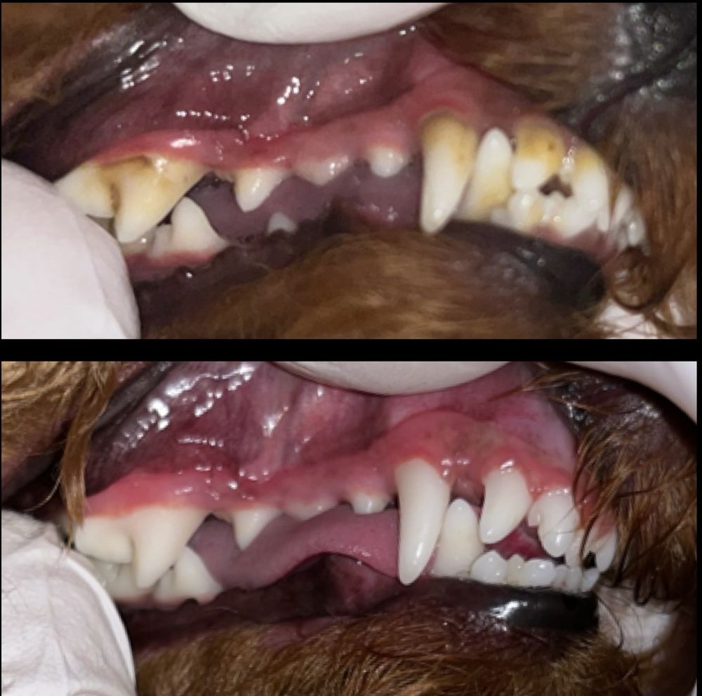 K9 TOOTH FAIRY - Updated August 2024 - Request a Quote - 18 Dufferin ...