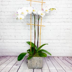 RF ORCHIDS - 596 Photos & 58 Reviews - Nurseries & Gardening - 28100 SW ...