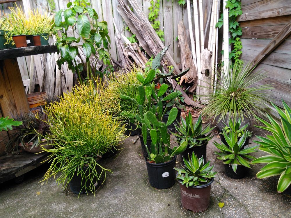 BATON ROUGE SUCCULENT - Updated October 2025 - 55 Photos & 15 Reviews ...