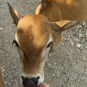 ANIMAL WORLD & SNAKE FARM - 724 Photos & 277 Reviews - 5640 Ih 35 S ...