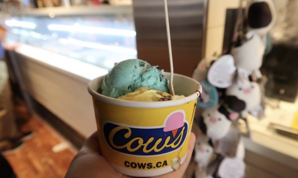 COWS - Updated December 2025 - 263 Photos & 132 Reviews - 44 Queen ...