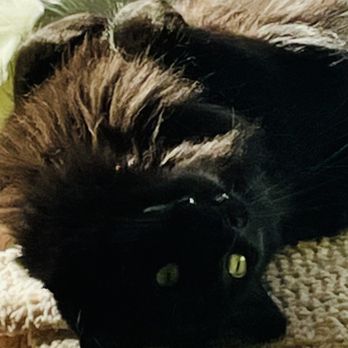 PAWS CAT CITY - Updated January 2026 - 44 Photos & 82 Reviews - 5200 ...