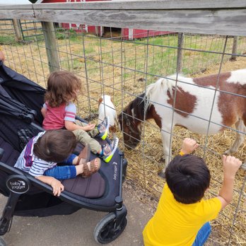 FUN FARM PUMPKIN PATCH - Updated December 2025 - 108 Photos & 47 ...