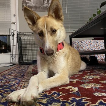 HIGH COUNTRY HUMANE - Updated September 2025 - 22 Photos & 24 Reviews ...