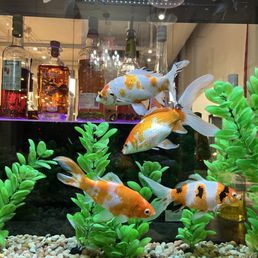 THE GRUMPY RABBIT - Updated July 2025 - 136 Photos & 139 Reviews - 105 ...