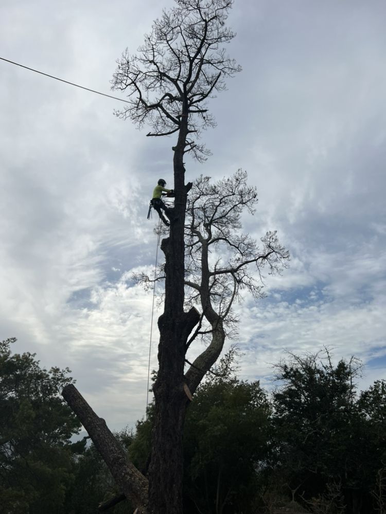 DANIEL RAMIREZ TREE SERVICES - Updated January 2026 - 29 Photos & 24 Reviews - San Rafael ...