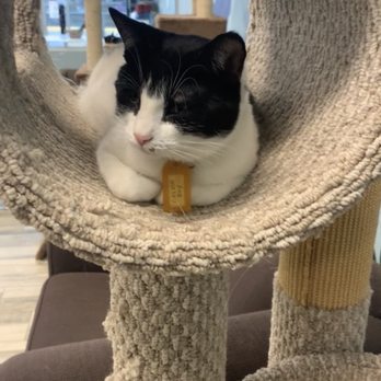 MEOWS CORNER - Updated April 2025 - 42 Photos & 37 Reviews - 21435 ...