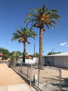 TREE MONKEY TREE TRIMMING - Updated September 2024 - 51 Photos & 57 ...