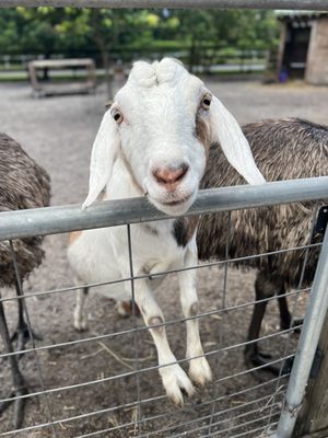 MY LITTLE FARM DAVIE - Updated January 2026 - 48 Photos - 1731 SW 139th ...