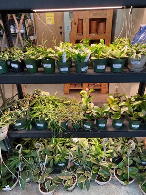 KENT EAST HILL NURSERY - Updated September 2025 - 193 Photos & 121 ...