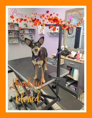 SHAG CHIC GROOMING - Updated August 2024 - 46 Photos & 10 Reviews - 5943 E 22nd St, Tucson ...