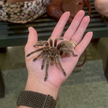 Home - Insectropolis