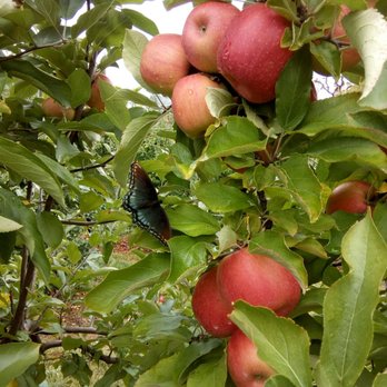 SHAW ORCHARDS - Updated October 2025 - 29 Photos & 16 Reviews - 5594 ...