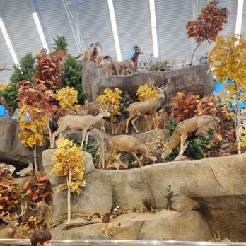 SCHEELS - Updated July 2024 - 583 Photos & 102 Reviews - 3199 W ...