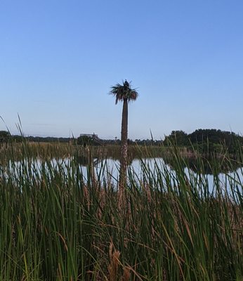 VIERA WETLANDS - Updated September 2024 - 137 Photos & 27 Reviews ...