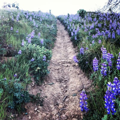 THE LOOP TRAIL - Updated July 2025 - 15 Photos - O'Melveny Park, Los ...