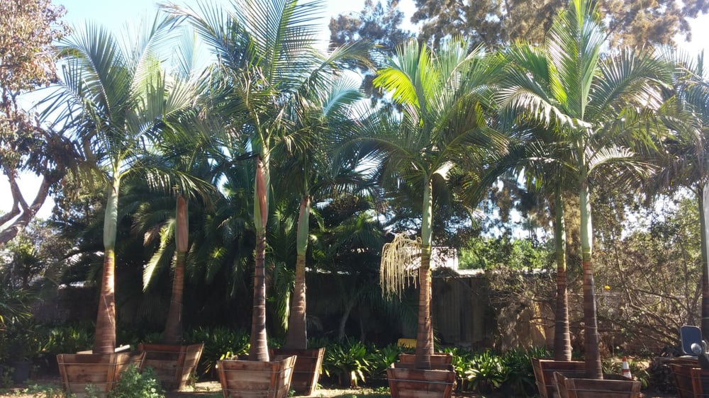 CARDIFF PALM TREES - Updated September 2025 - 1729 Rubenstein Dr ...