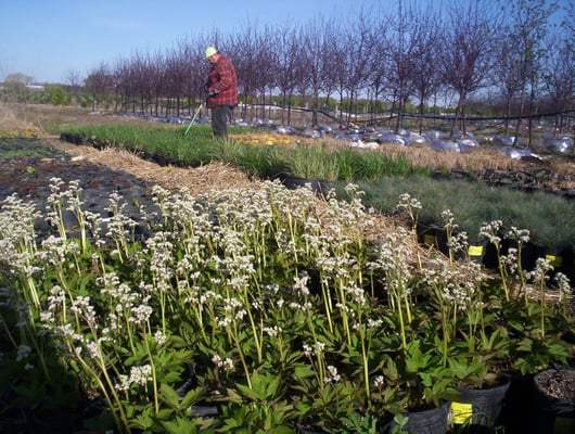 KAHNKE BROTHERS TREE FARM - Updated June 2026 - 11 Photos - 10603 Boone ...
