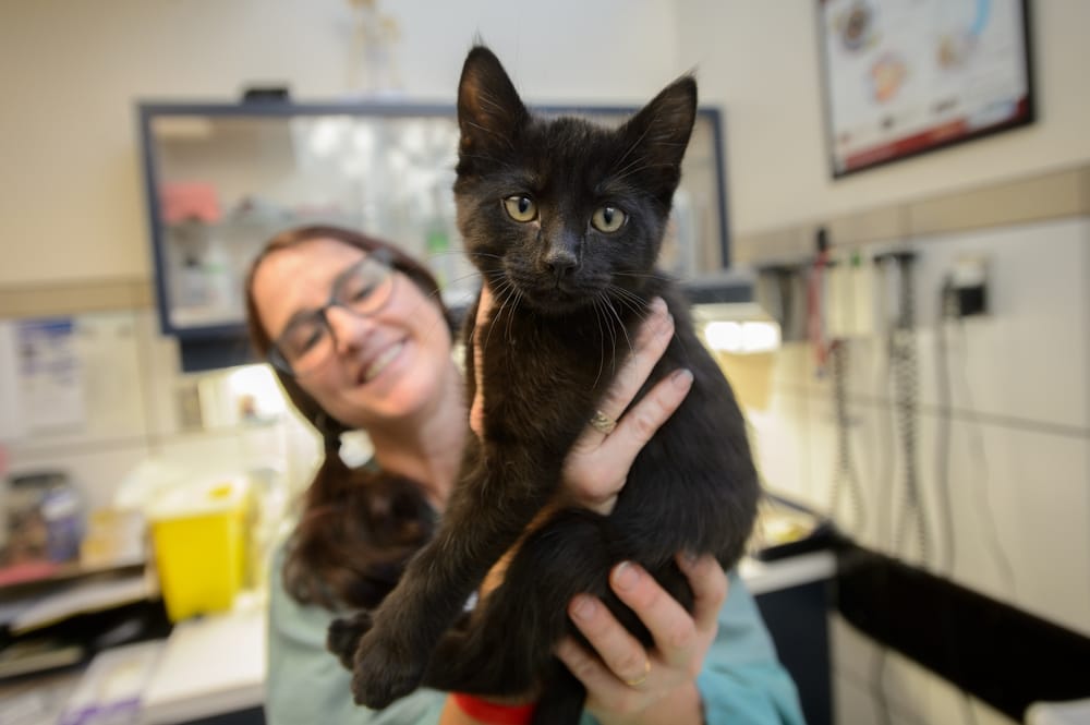 BC SPCA - Updated December 2025 - 22 Reviews - 1205 E 7th Avenue ...