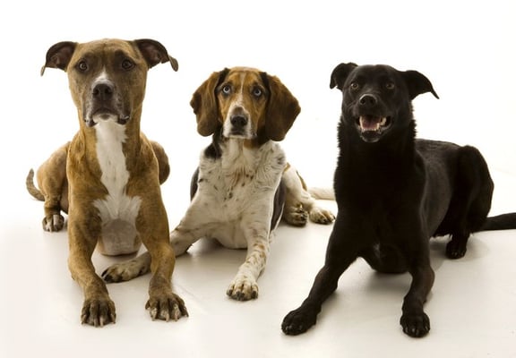 AHIMSA DOG TRAINING - Updated January 2026 - 57 Photos & 212 Reviews ...