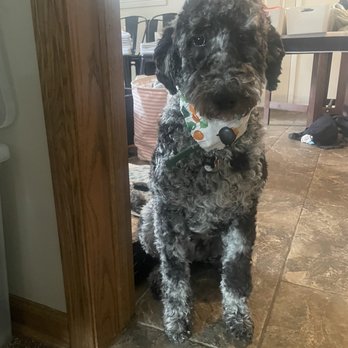 PAWSITIVELY HEAVEN PET RESORT - Updated September 2025 - 61 Photos ...