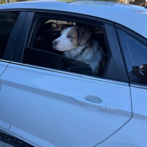 ALTA LOMA ANIMAL HOSPITAL - 107 Photos & 257 Reviews - 7289 Amethyst ...