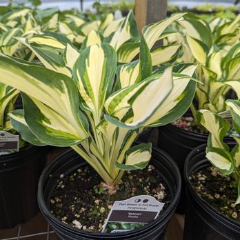 THE HOSTA STOP - Updated May 2024 - 11 Photos - 1011 WI-54 W, Plover ...