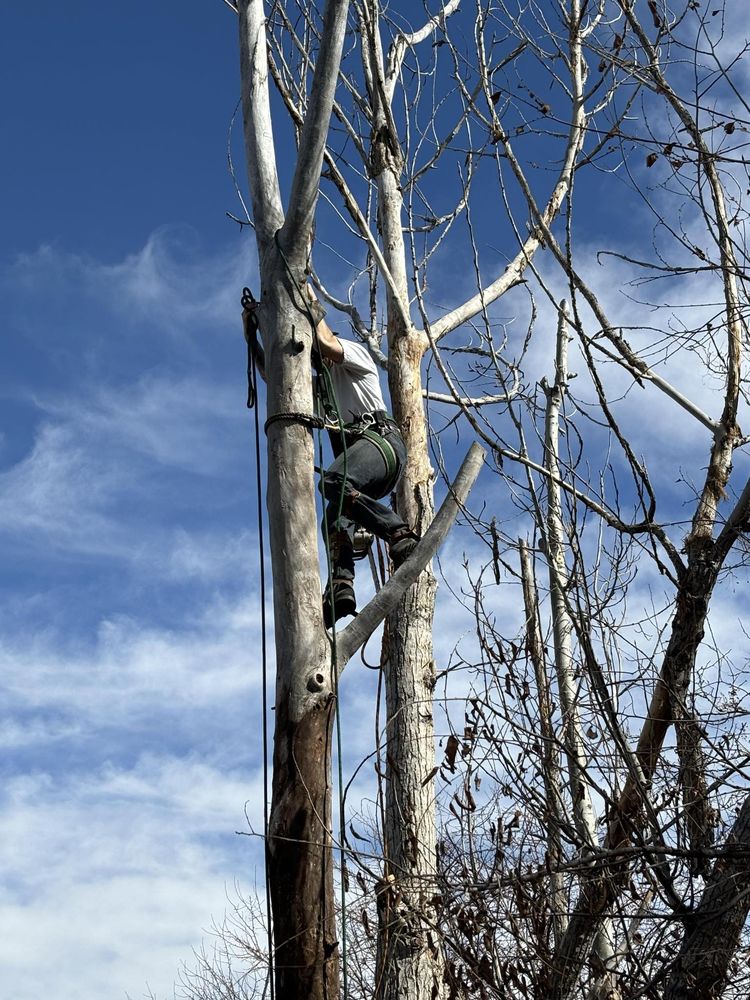 ELITE TREE & LAND CARE - Updated December 2025 - 10 Photos - 27 Walnut ...